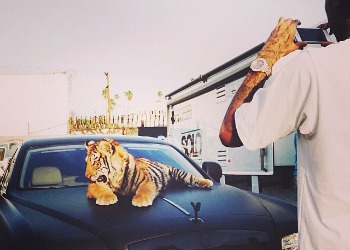 Tyga Has His Pet Tiger Confiscated, Could Face Criminal Charges [PHOTOS ...